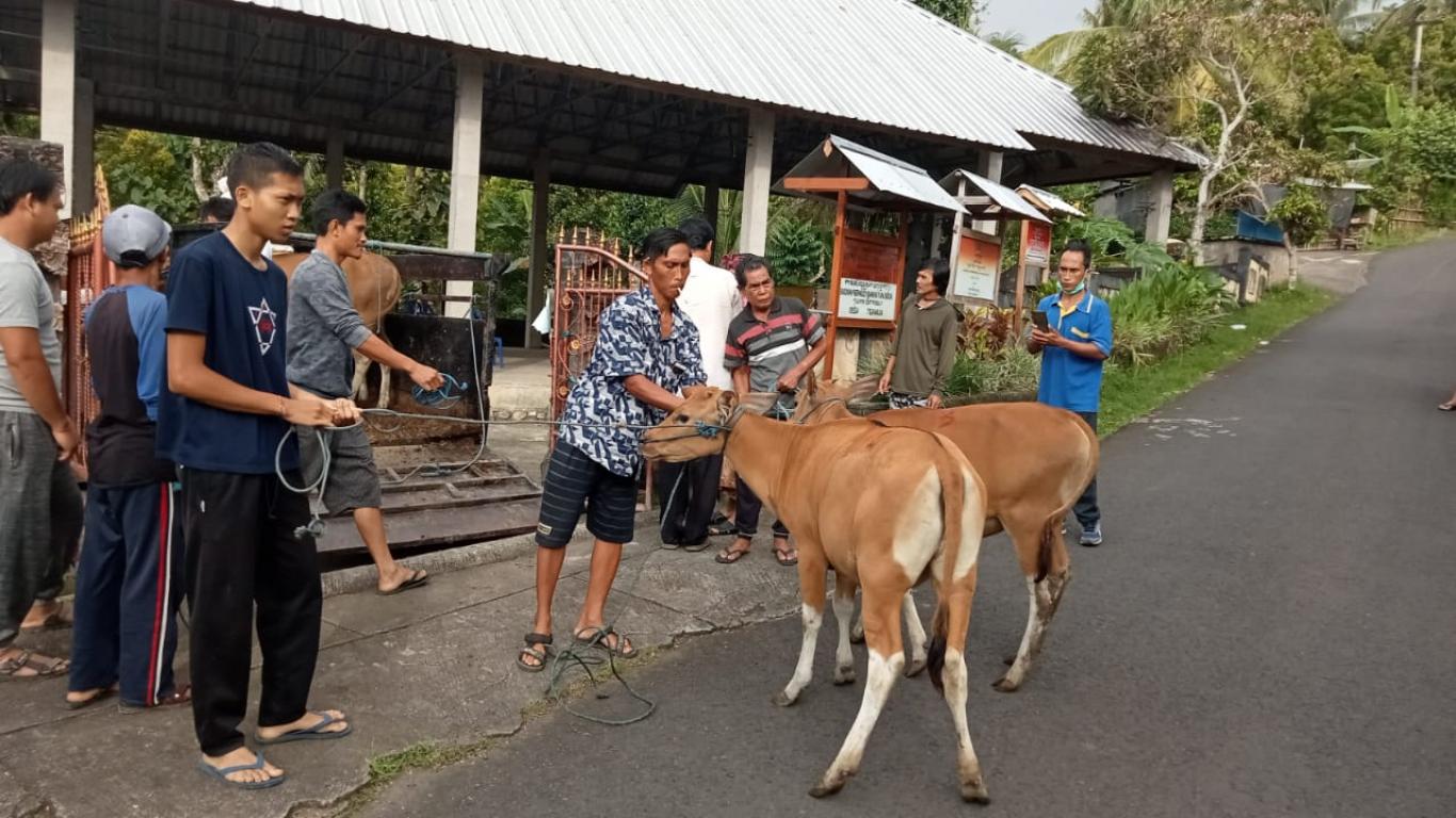 Pembagian Bibit Sapi dan Bibit Babi - Website Desa Tigawasa